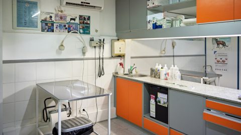 How Experience and Knowledge Helps with New Veterinary Clinic Setup ...